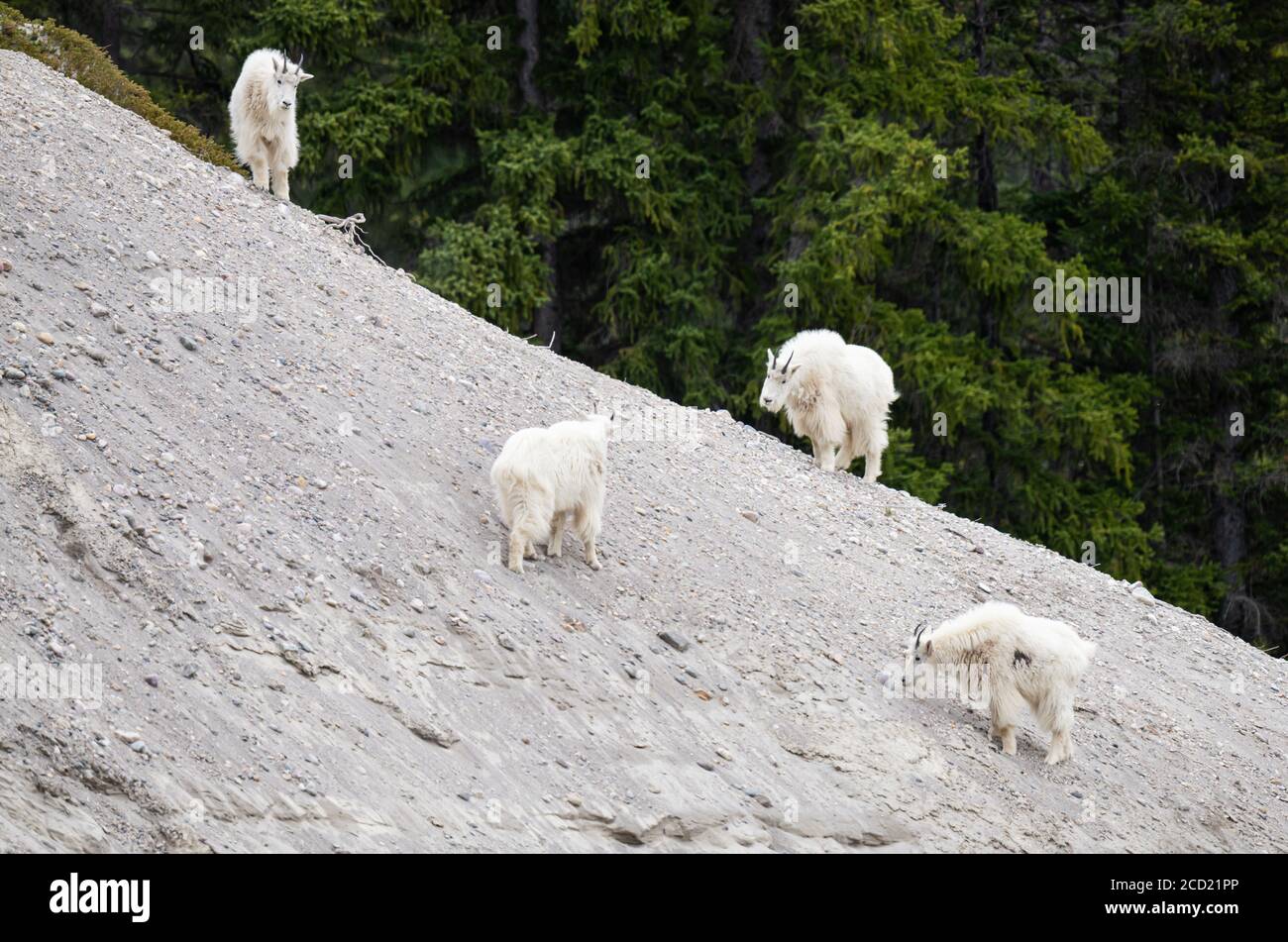 Mountain goats in the Canadian wilderness Stock Photo - Alamy