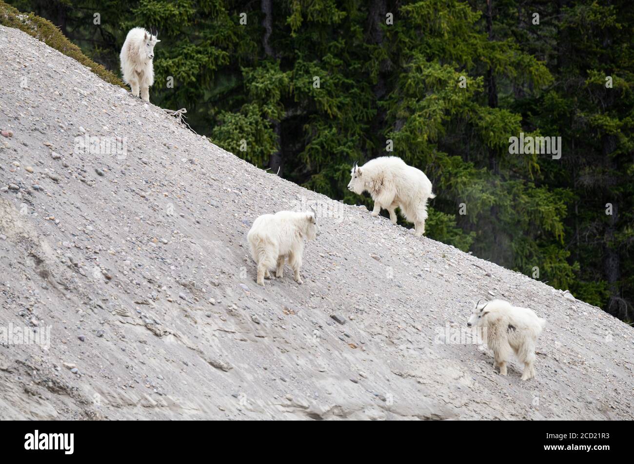 Mountain goats in the Canadian wilderness Stock Photo - Alamy