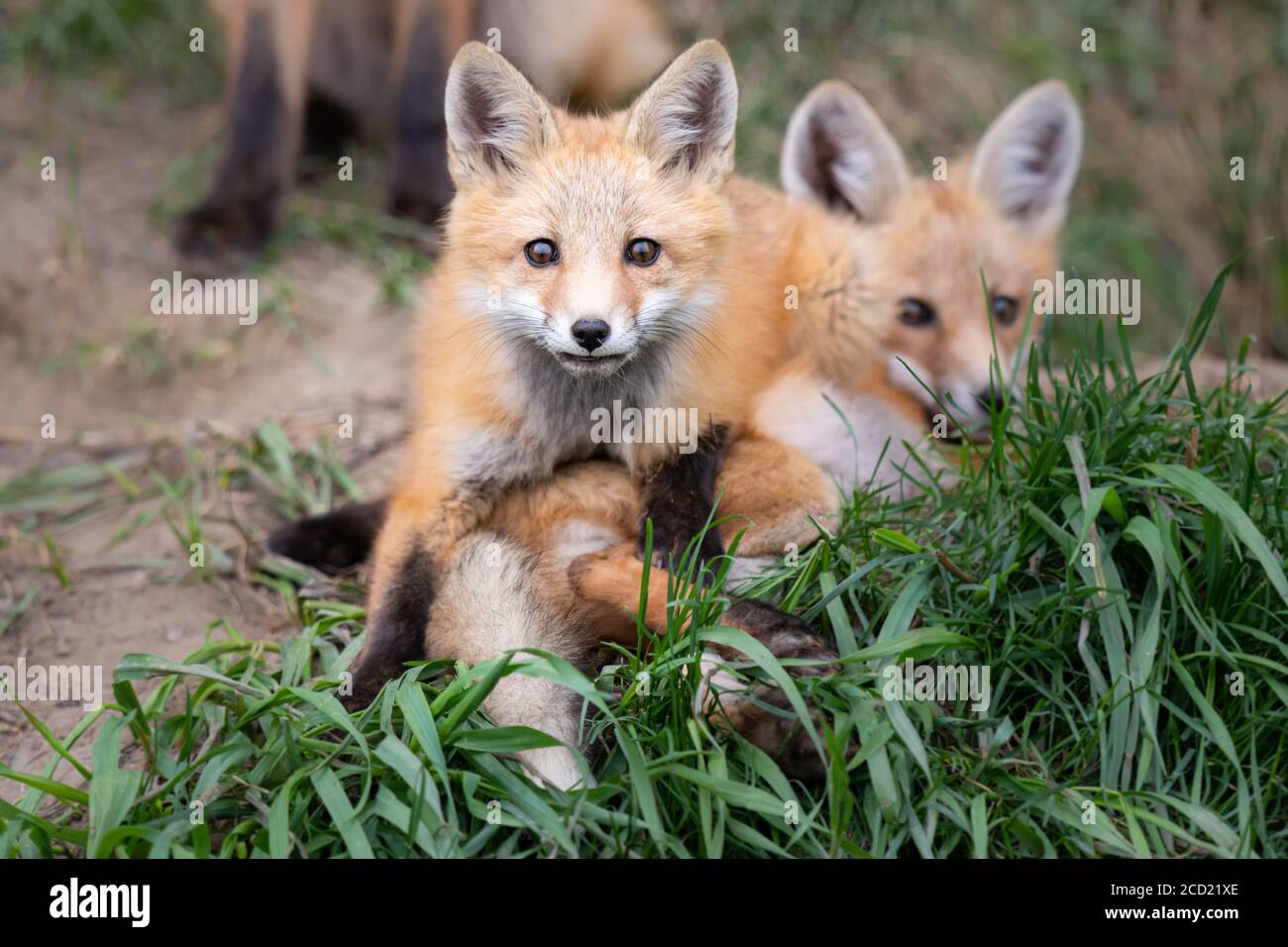 Red fox kits in the Canadian wilderness Stock Photo - Alamy