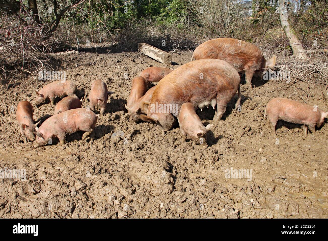 Sticky mud High Resolution Stock Photography and Images - Alamy