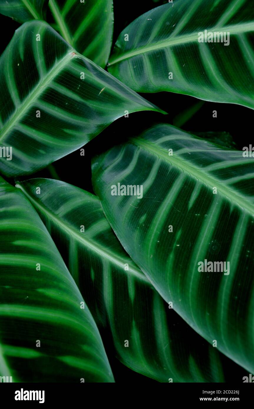 Tropical leaves wallpaper hi-res stock photography and images - Alamy
