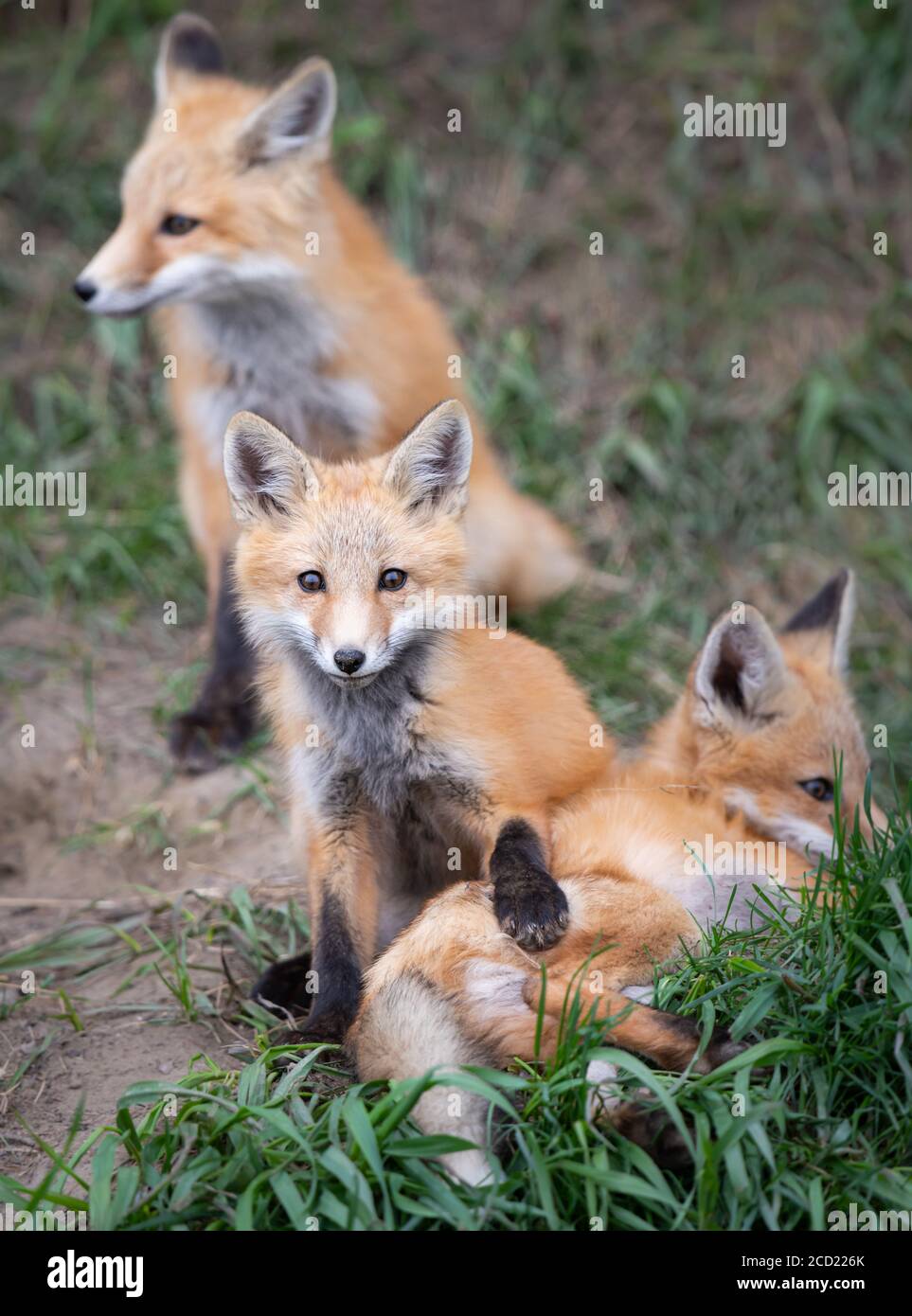 Red fox kits in the Canadian wilderness Stock Photo - Alamy