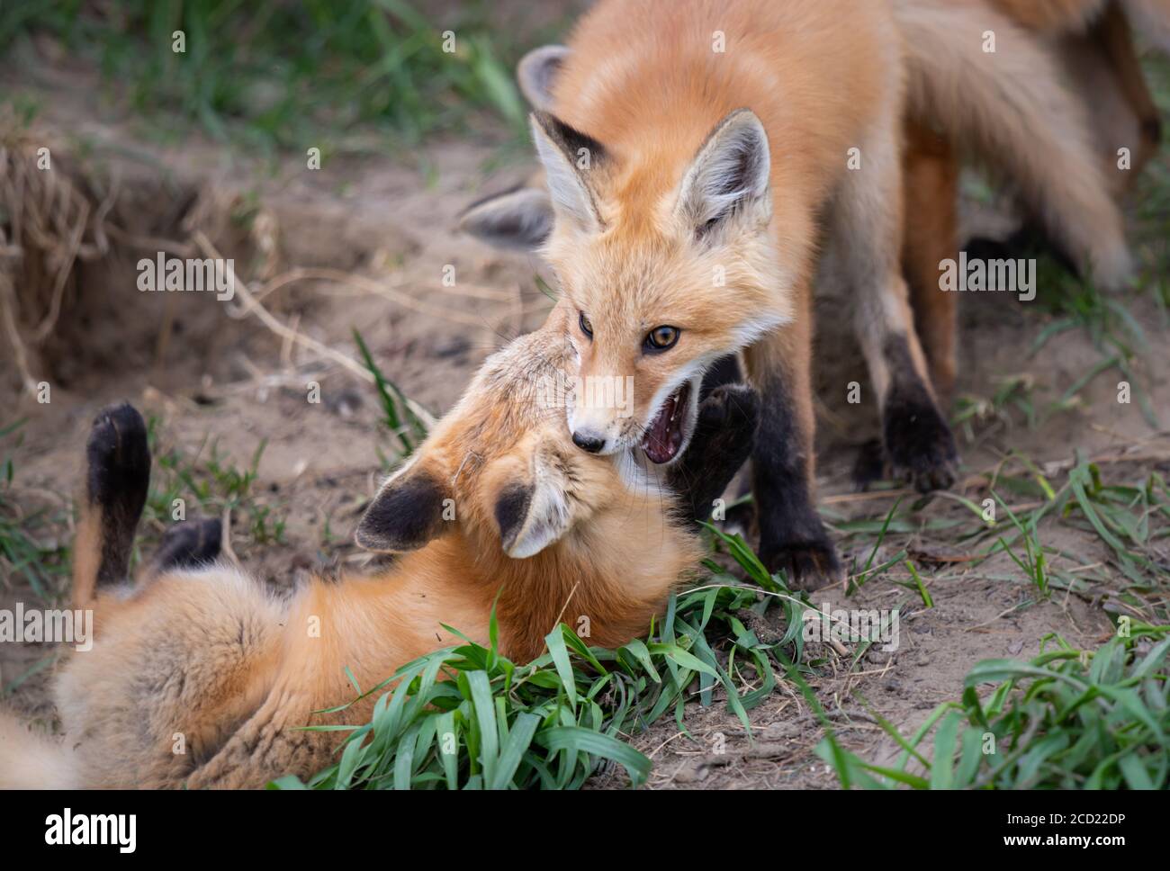 Red fox kits in the Canadian wilderness Stock Photo - Alamy