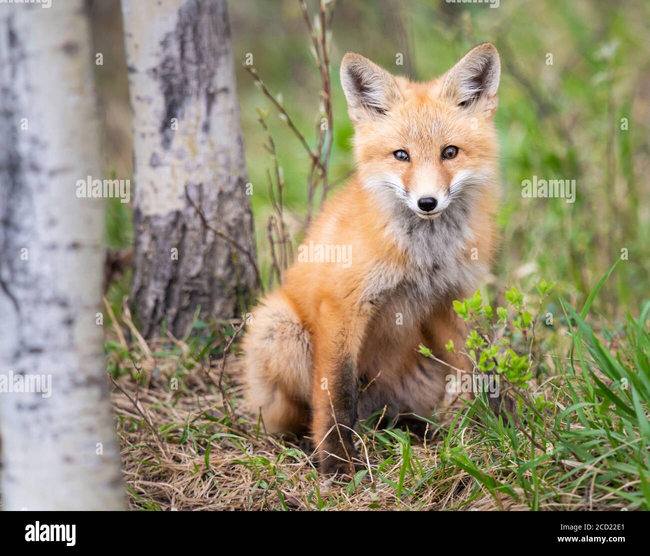 Red fox kits in the Canadian wilderness Stock Photo - Alamy