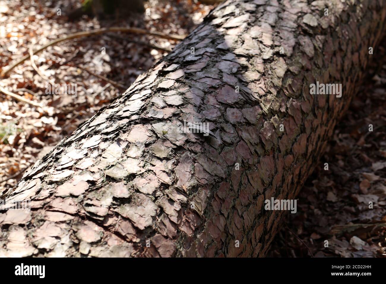 Tree trunk lying in the forest ground Stock Photo - Alamy