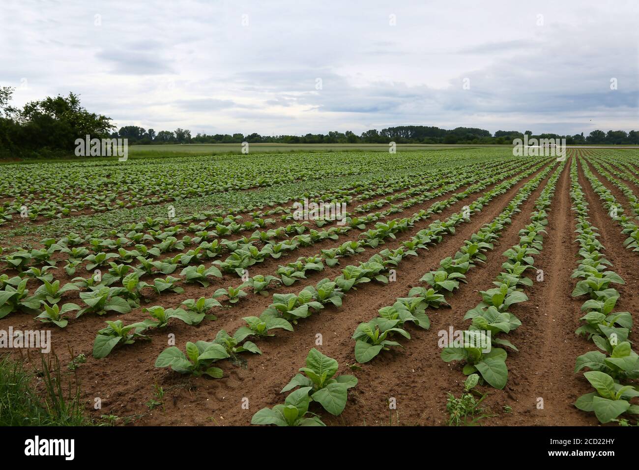 Field with tobacco plantations Stock Photo - Alamy