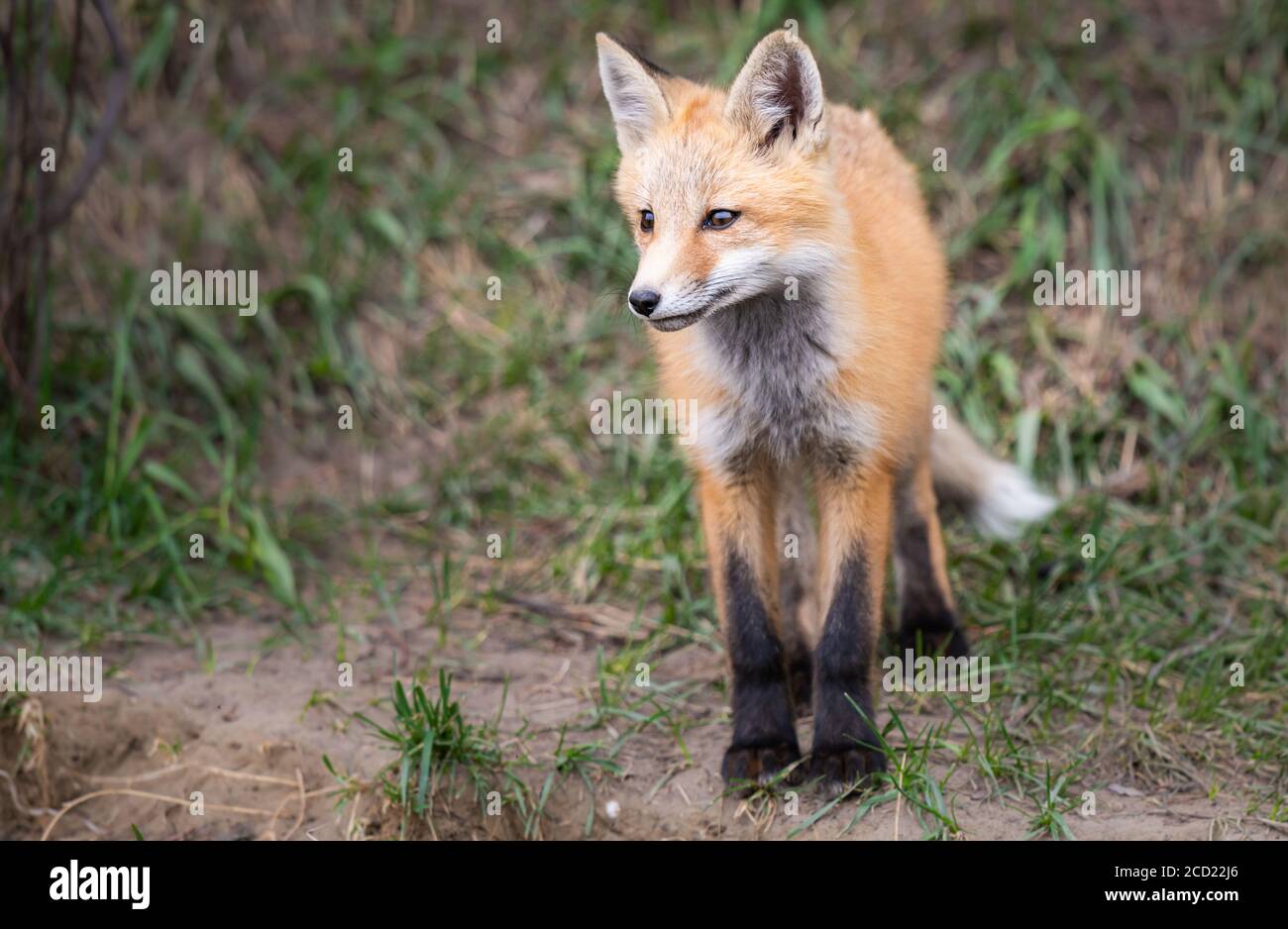 Red fox kits Stock Photo - Alamy