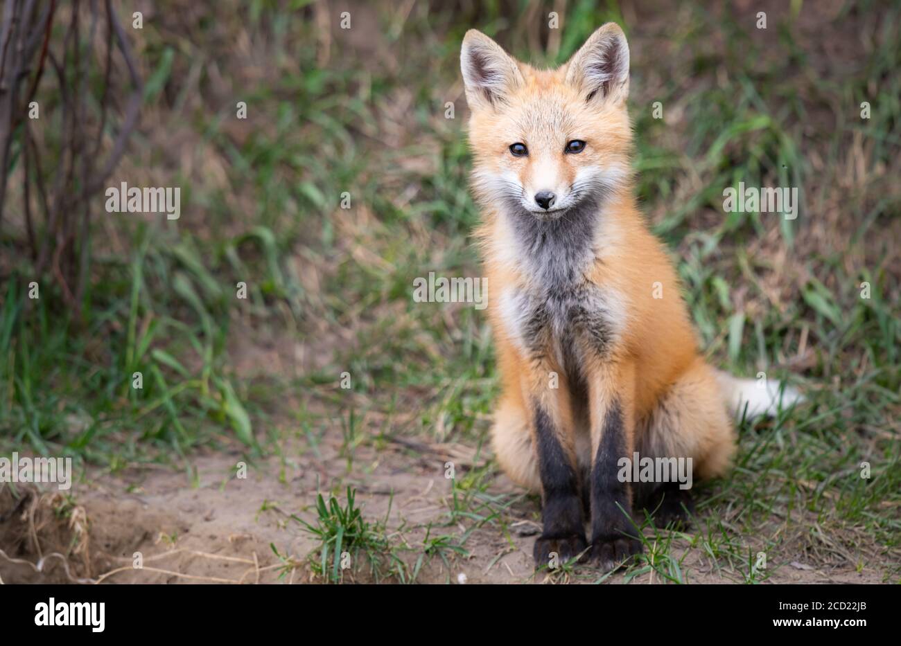 Red fox kits Stock Photo - Alamy