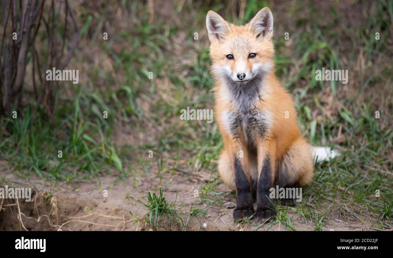 Red fox kits Stock Photo - Alamy