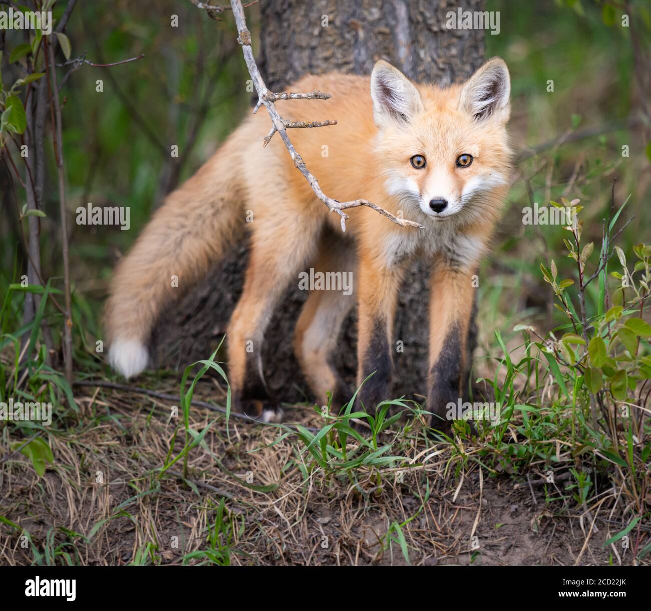 Red fox kits Stock Photo - Alamy
