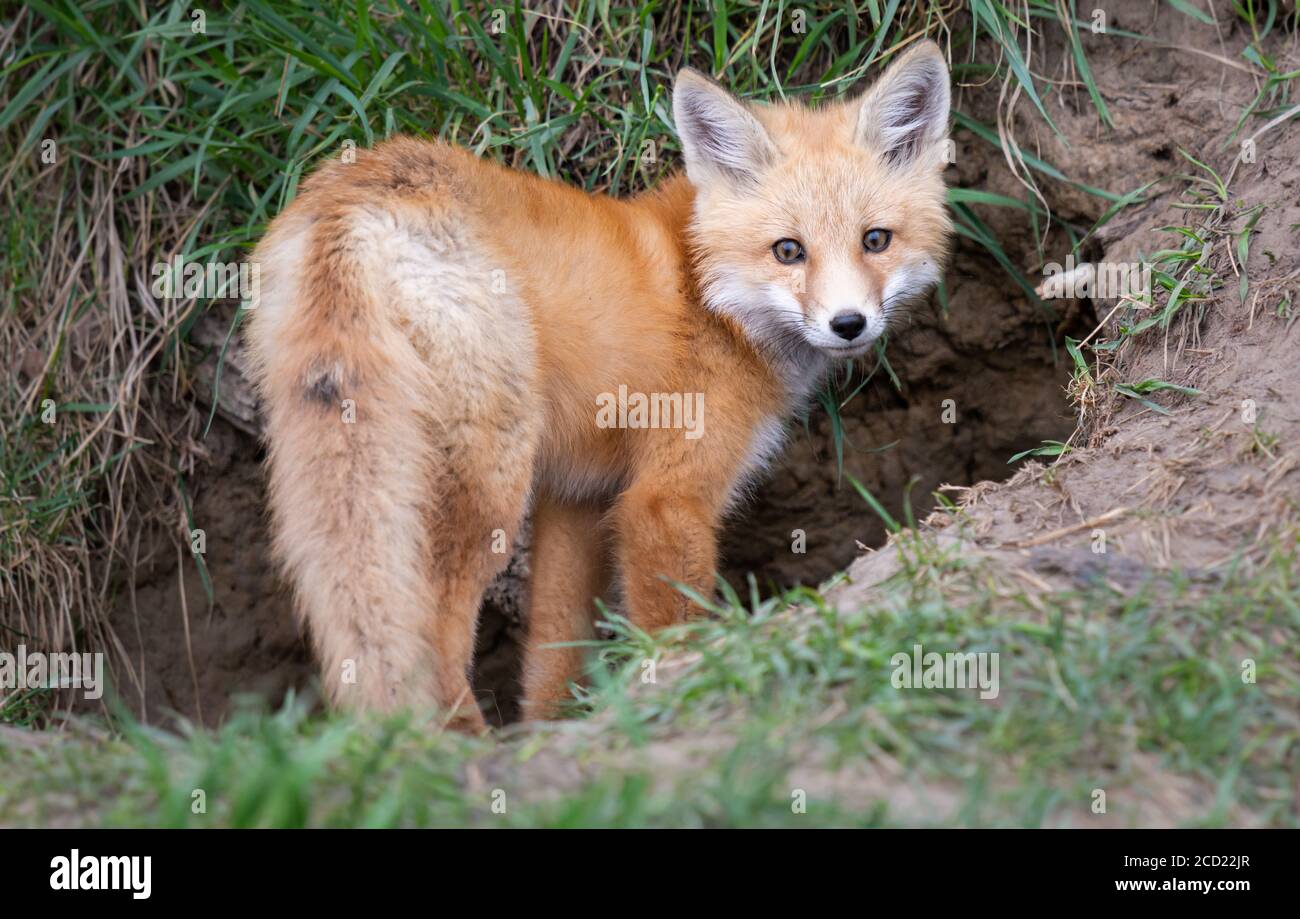 Red fox kits Stock Photo - Alamy