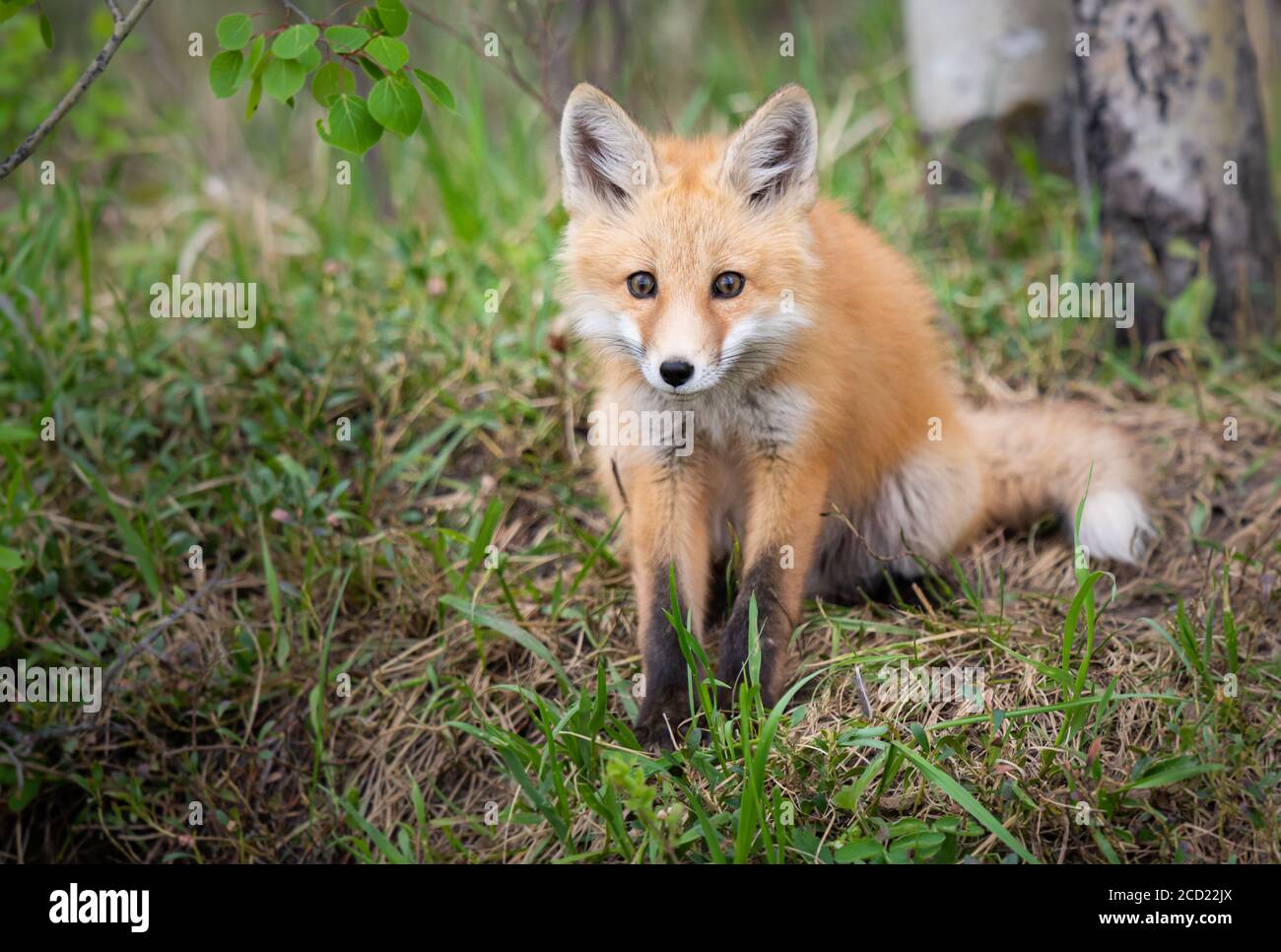 Red fox kits Stock Photo - Alamy