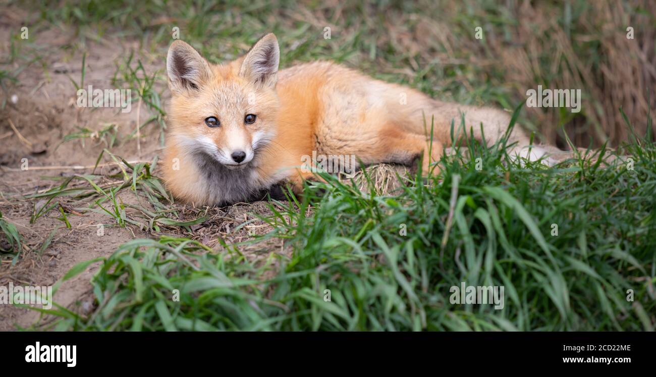 Red fox kits Stock Photo - Alamy