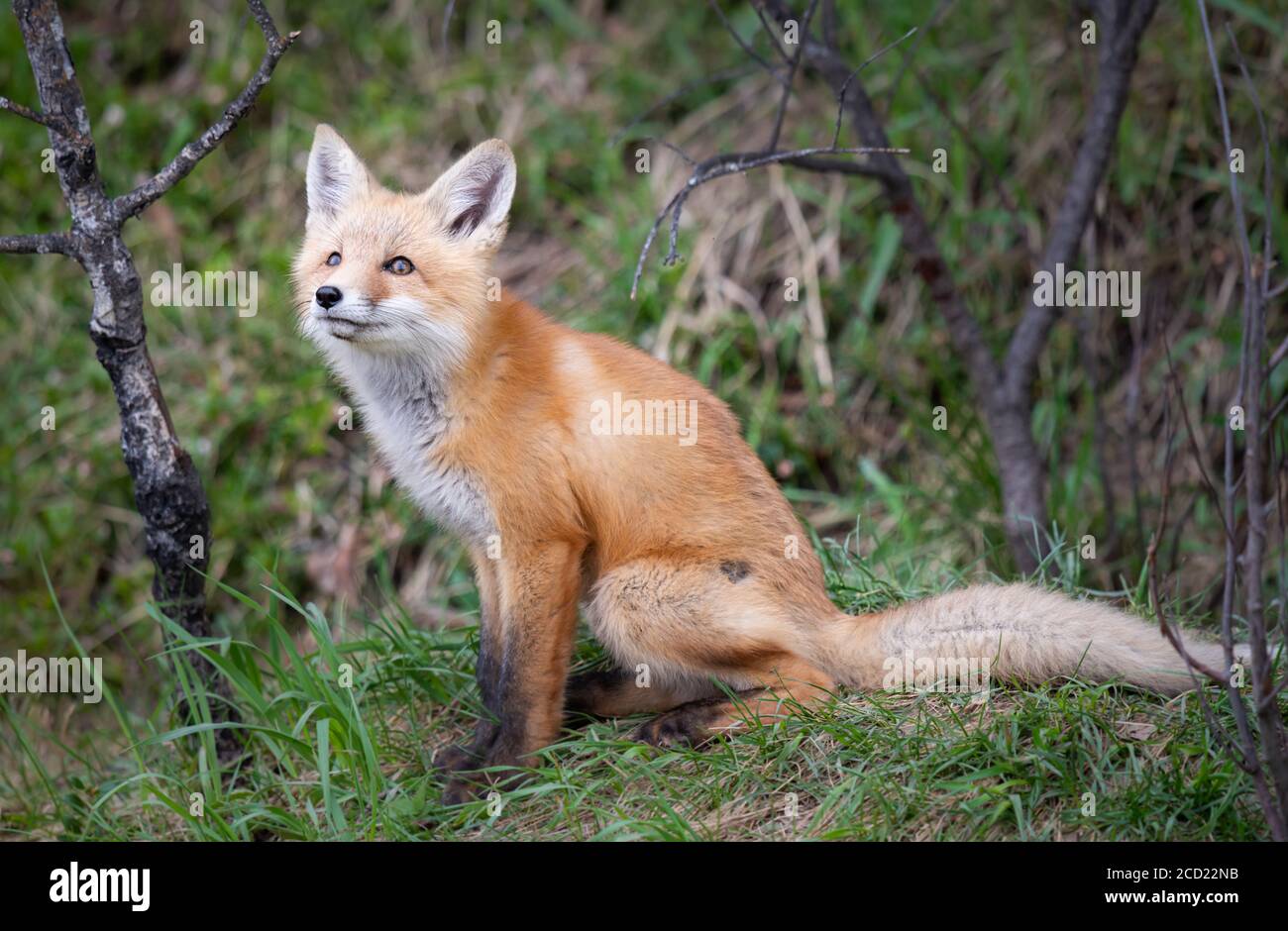 Red fox kits Stock Photo - Alamy