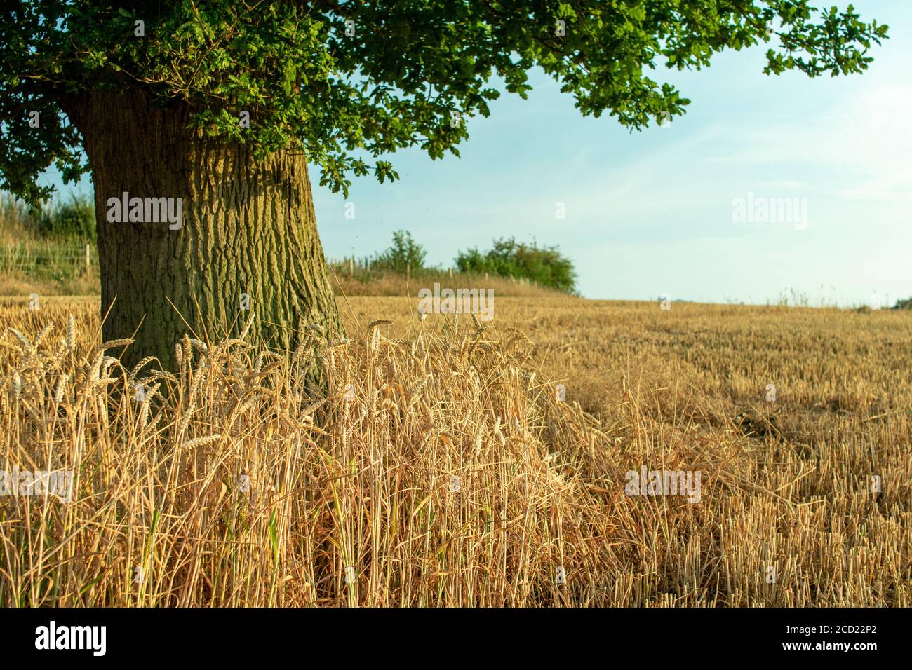English field tree hi-res stock photography and images - Alamy