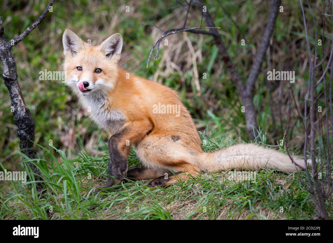 Red fox kits Stock Photo - Alamy