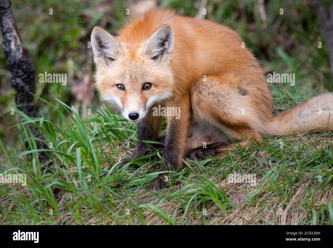 Red fox kits Stock Photo - Alamy