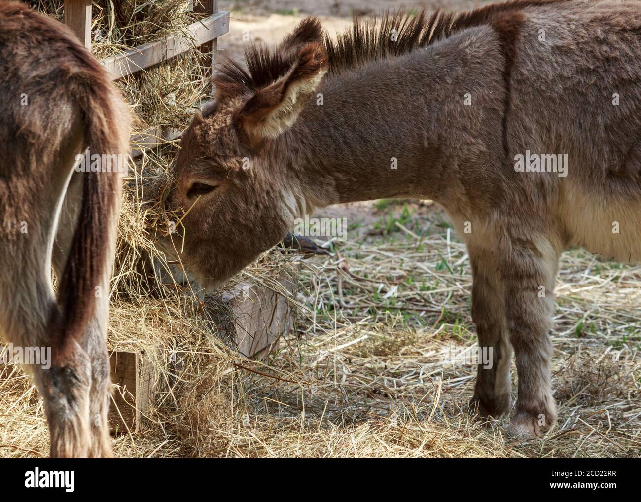 dwarf donkey meal time, animal eating silage straw into zoo park Stock ...