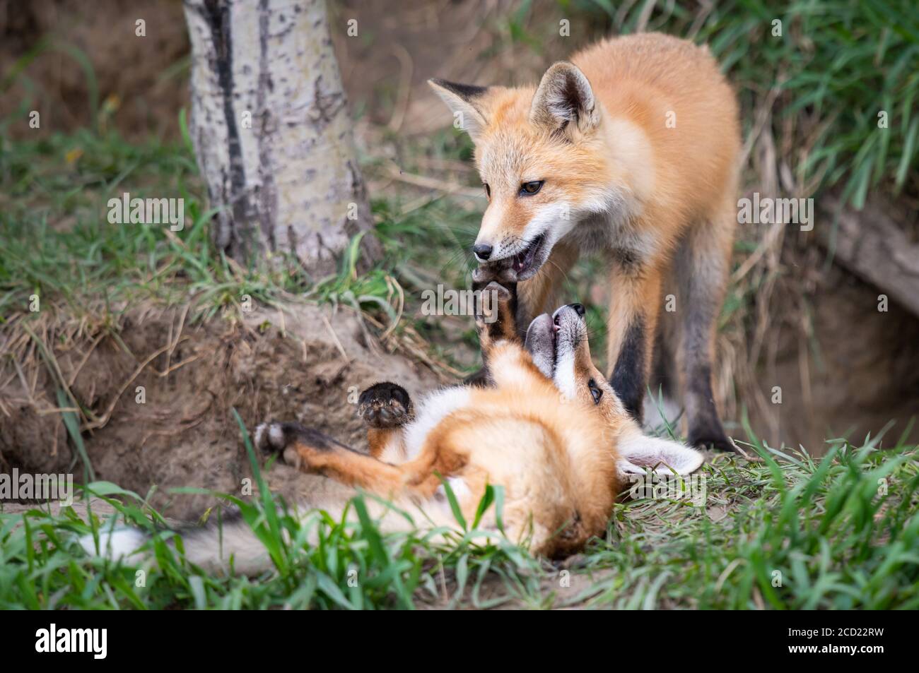 Red fox kits Stock Photo - Alamy