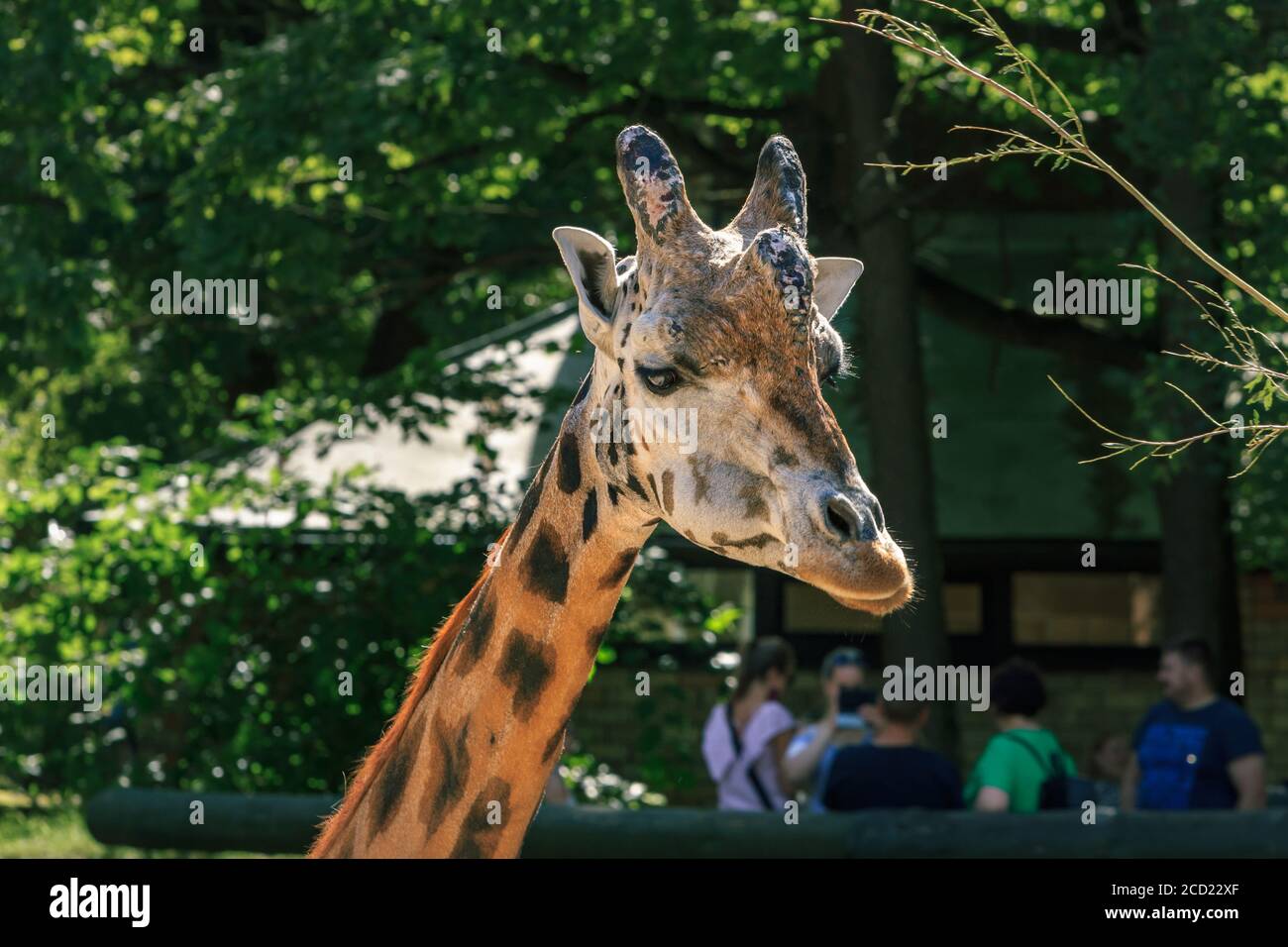 Giraffe rothschildi at Riga zoo, long neck variegated animal funny face ...