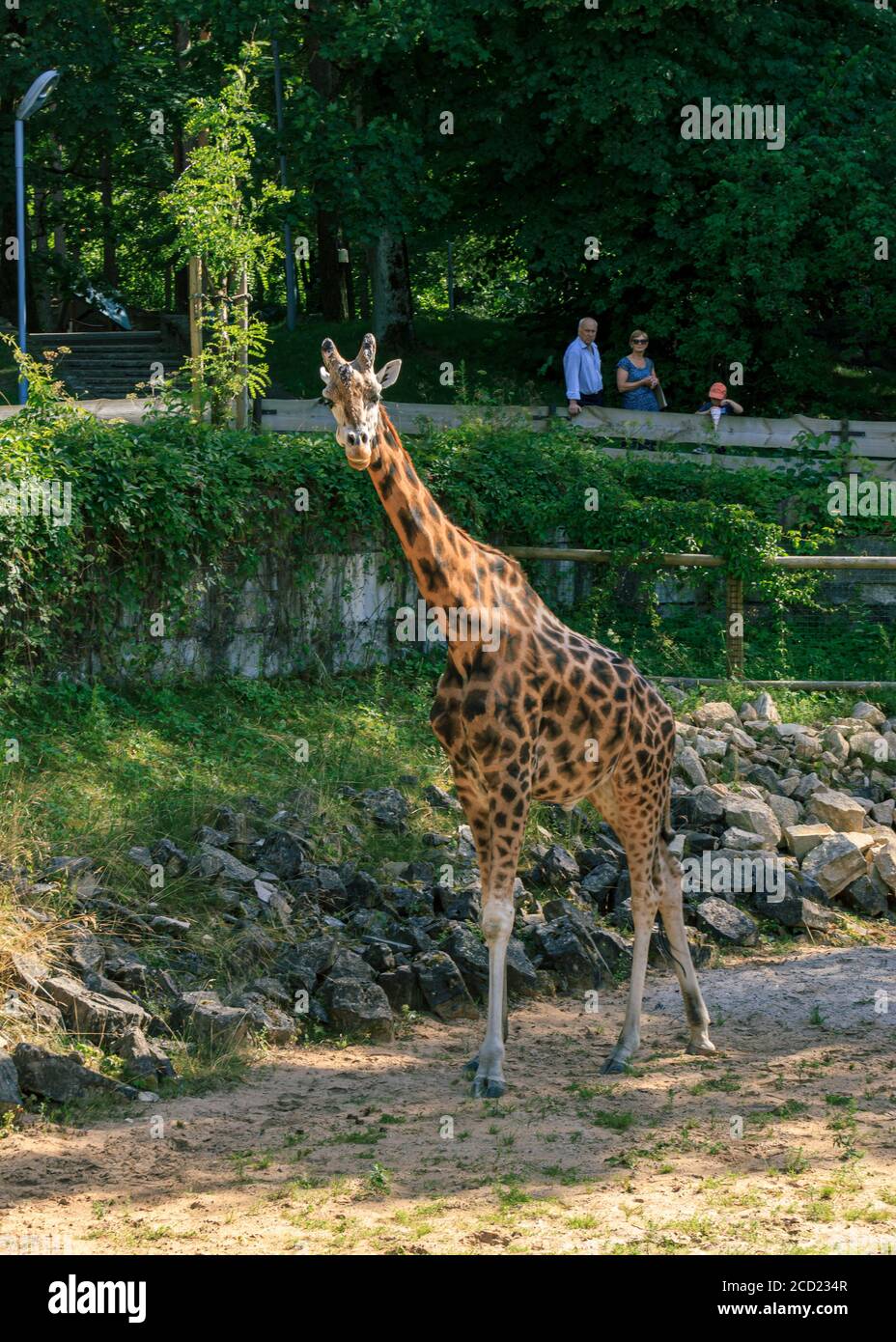 Riga, Latvia- July 16 2020: Giraffe rothschildi at Riga zoo park, long ...
