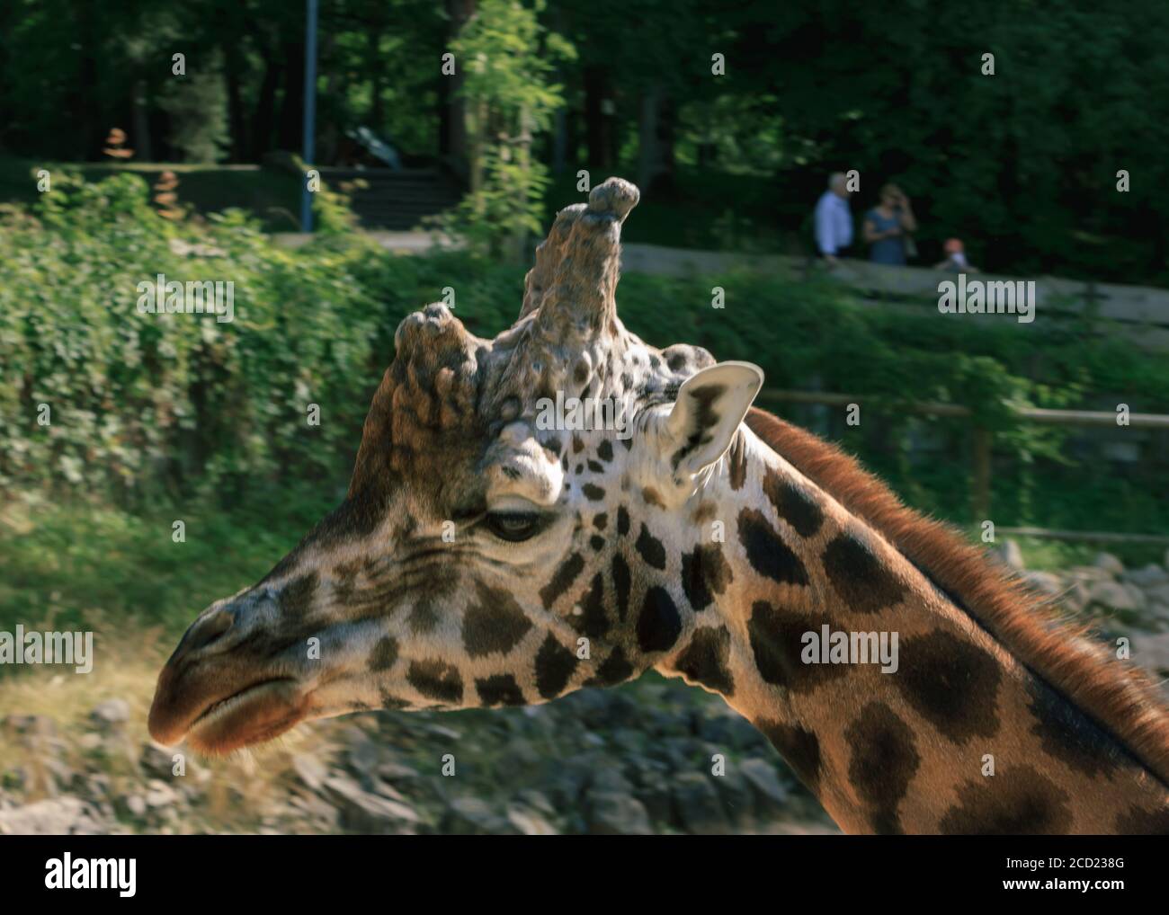 Giraffe rothschildi at Riga zoo, long neck variegated animal head ...