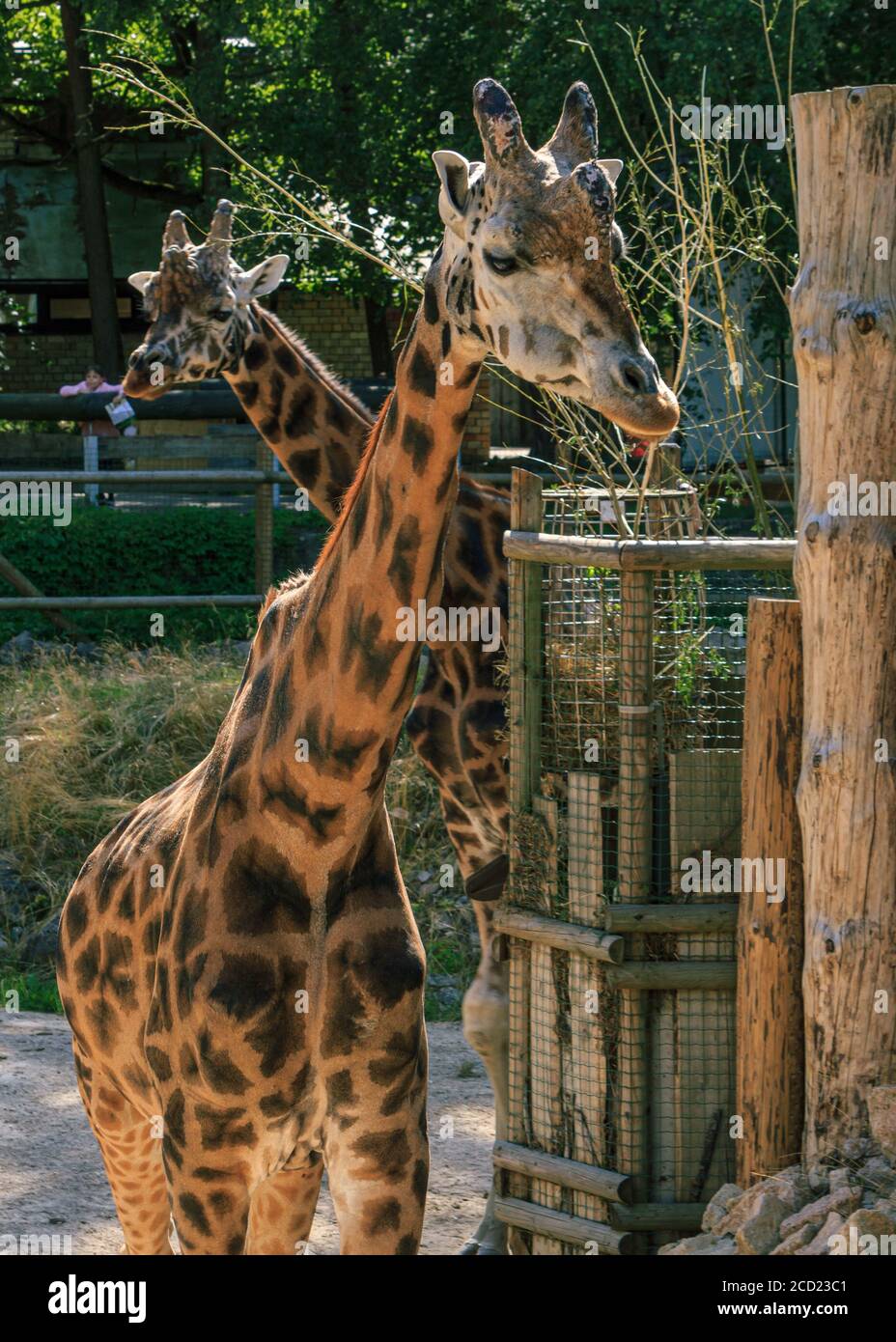 Two Giraffe rothschildi at Riga zoo, long neck variegated animals Stock ...