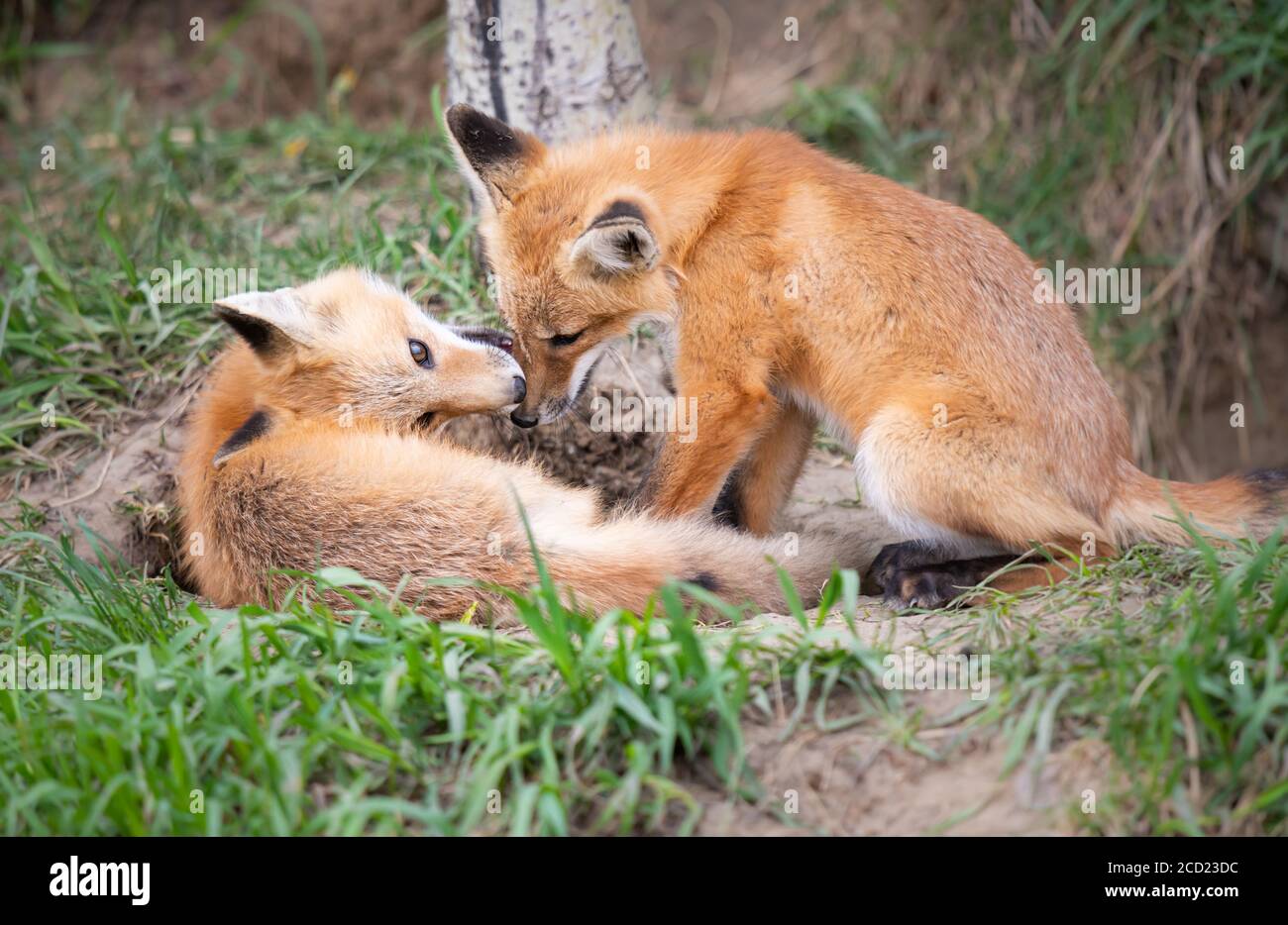 Red fox kits Stock Photo - Alamy