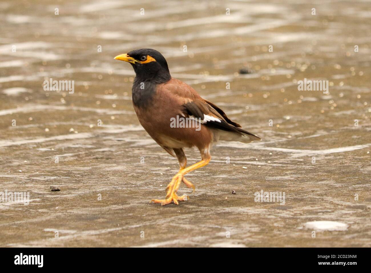 Indian myna hi-res stock photography and images - Alamy