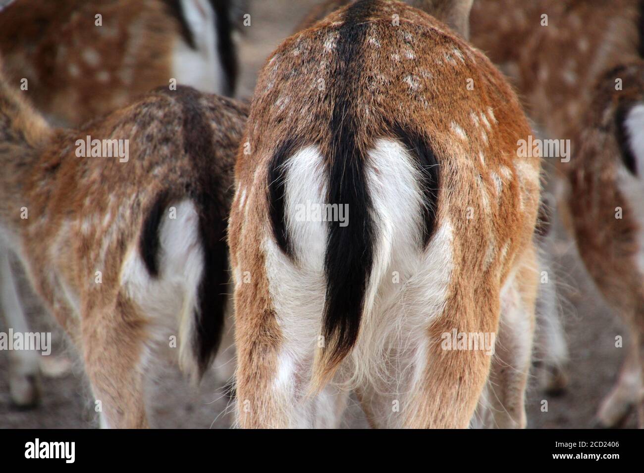 Closeup shot of roe deer back Stock Photo - Alamy