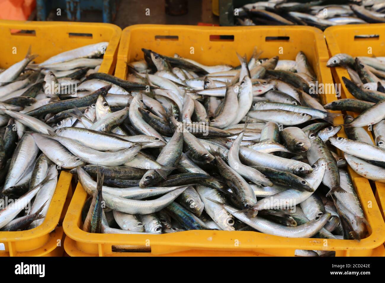 Pile of sea fish in boxes at a fish market in Croatia Stock Photo - Alamy