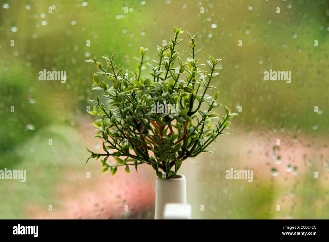 Decorative houseplant on rainy window background Stock Photo - Alamy