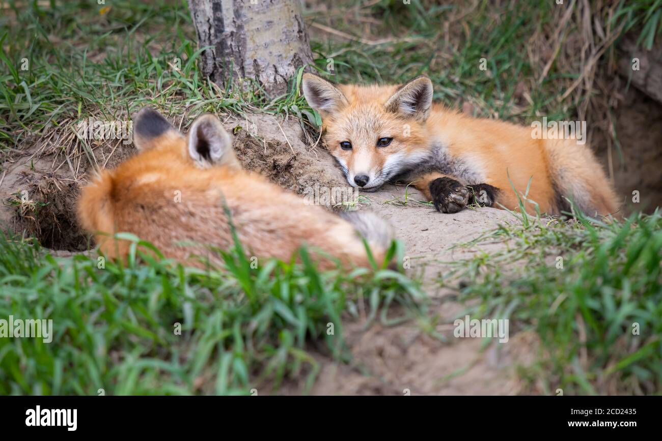 Red fox kits in the Canadian wilderness Stock Photo - Alamy
