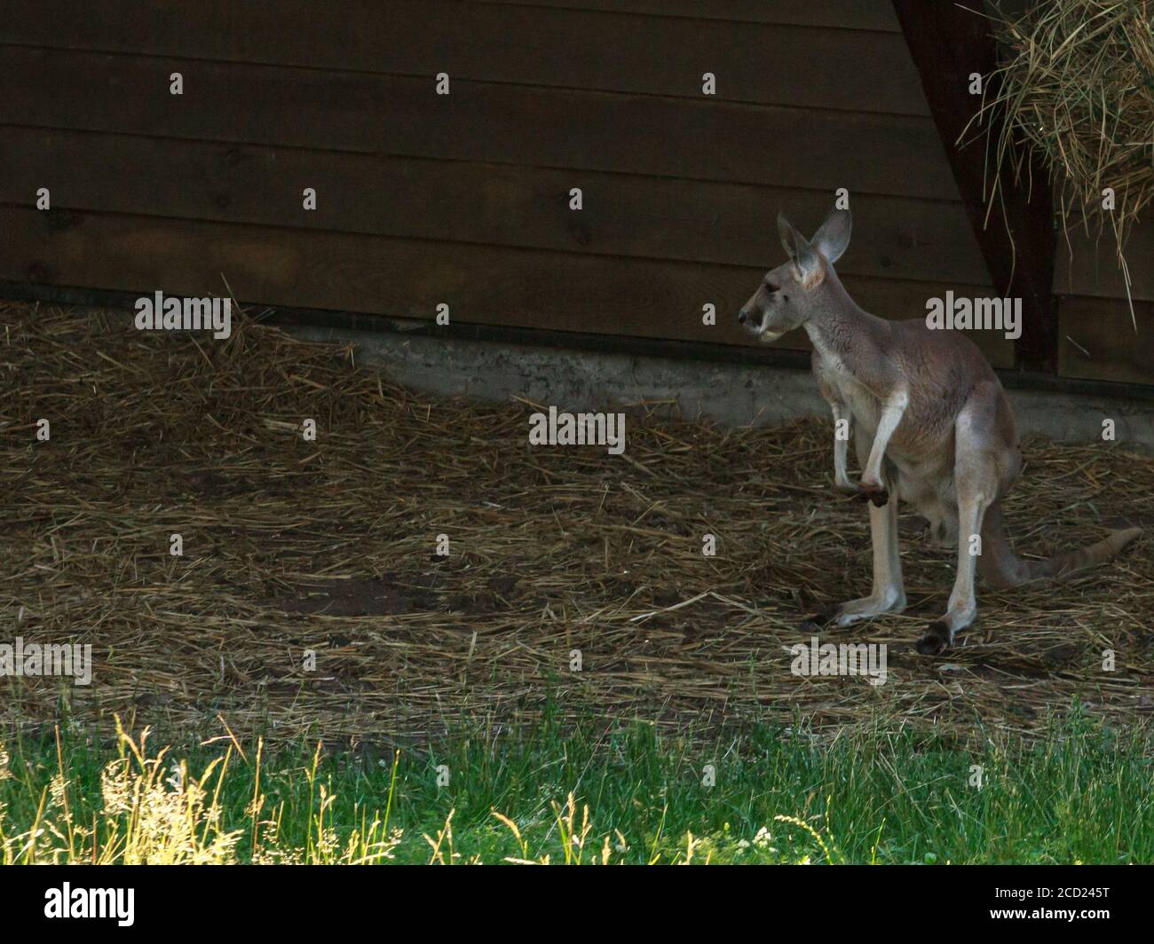 Dwarf kangaroo hi-res stock photography and images - Alamy