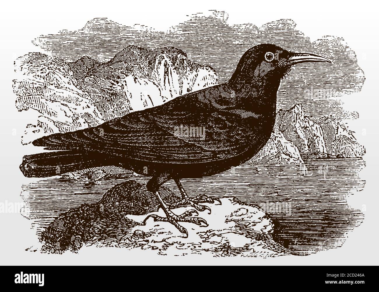 Red-billed chough, pyrrhocorax in side view standing on a rock, after ...