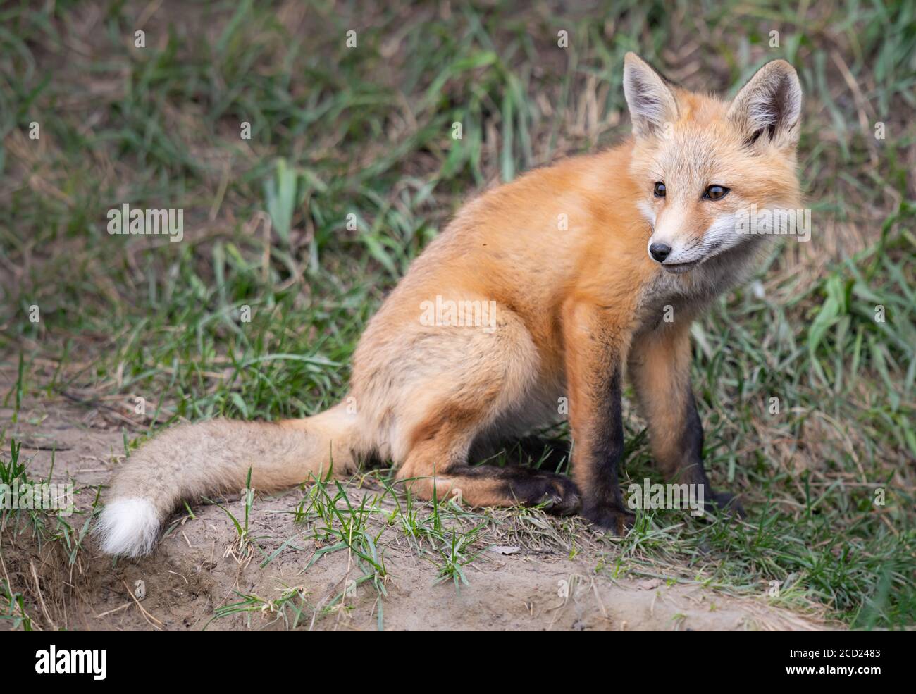 Red fox kits in the Canadian wilderness Stock Photo - Alamy