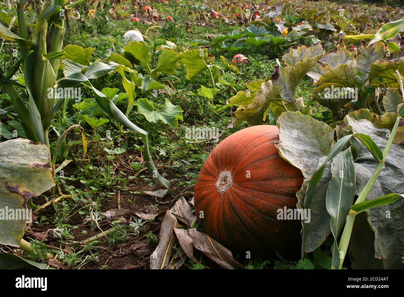 Shallow focus shot of a pumpkin in a field Stock Photo - Alamy