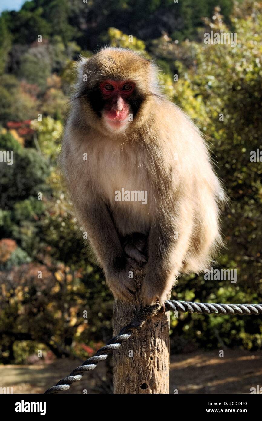 Monkey On Pole High Resolution Stock Photography and Images - Alamy