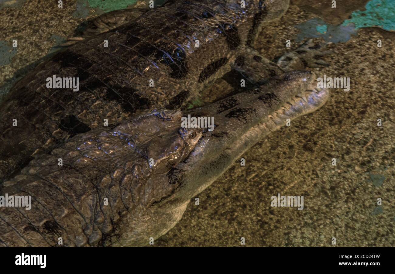 Alligator reptile animal in water with textured skin, sharp teeth ...