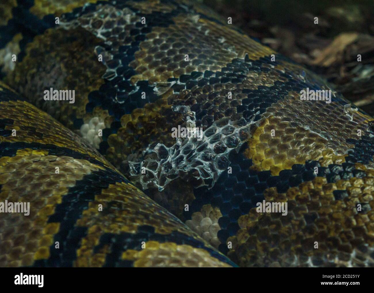 Changing skin hi-res stock photography and images - Alamy