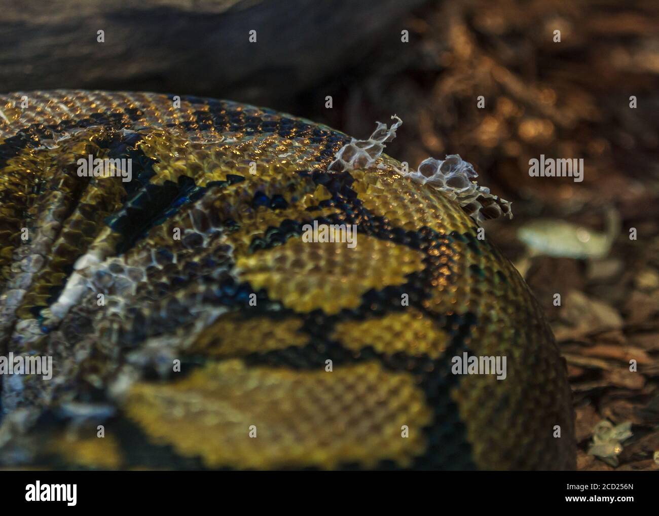 Changing skin hi-res stock photography and images - Alamy
