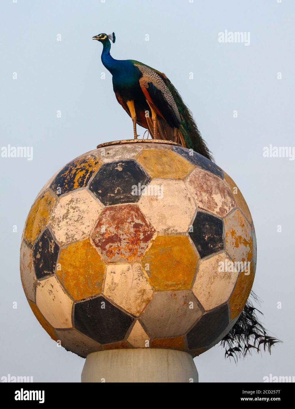 A beautiful peacock sitting on a football water tank, such views are ...