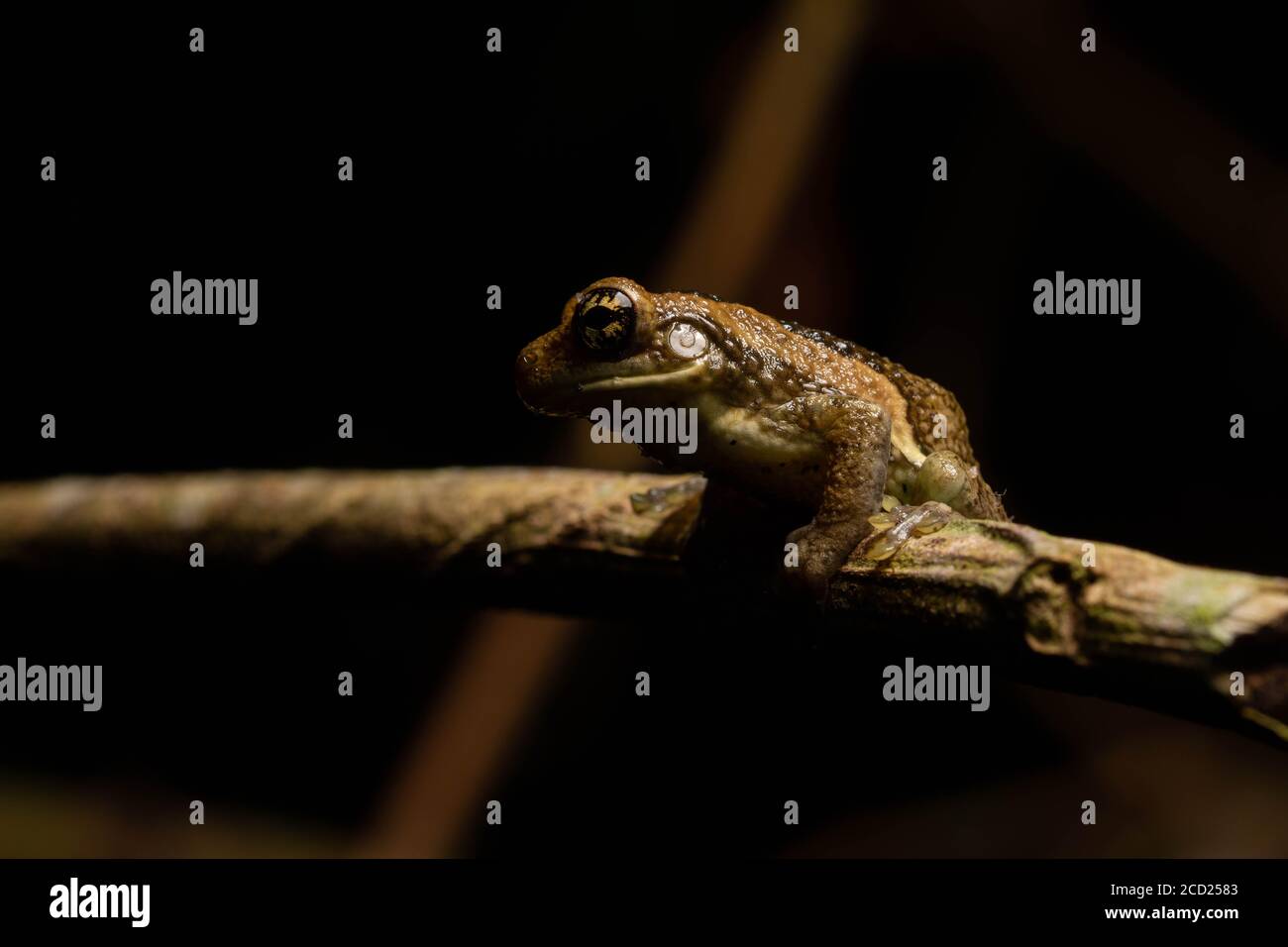 Veined tree frog hi-res stock photography and images - Alamy