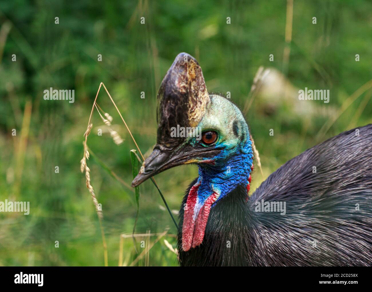 Hanging by the neck hi-res stock photography and images - Alamy