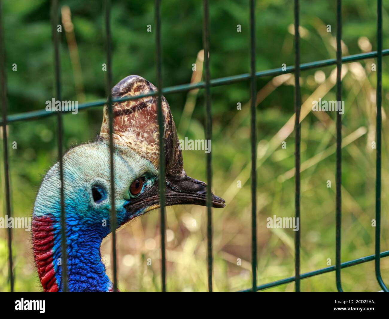 Cassowaries in the wild hi-res stock photography and images - Alamy