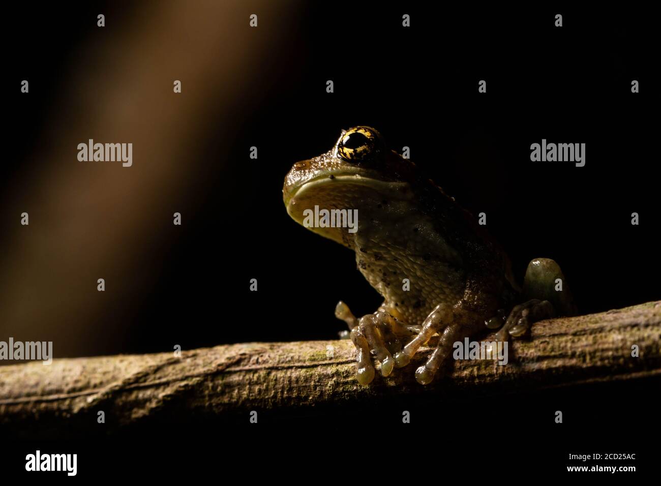 Pepper Treefrog (Reachycephalus typhonius) from the Amazon basin, Peru ...