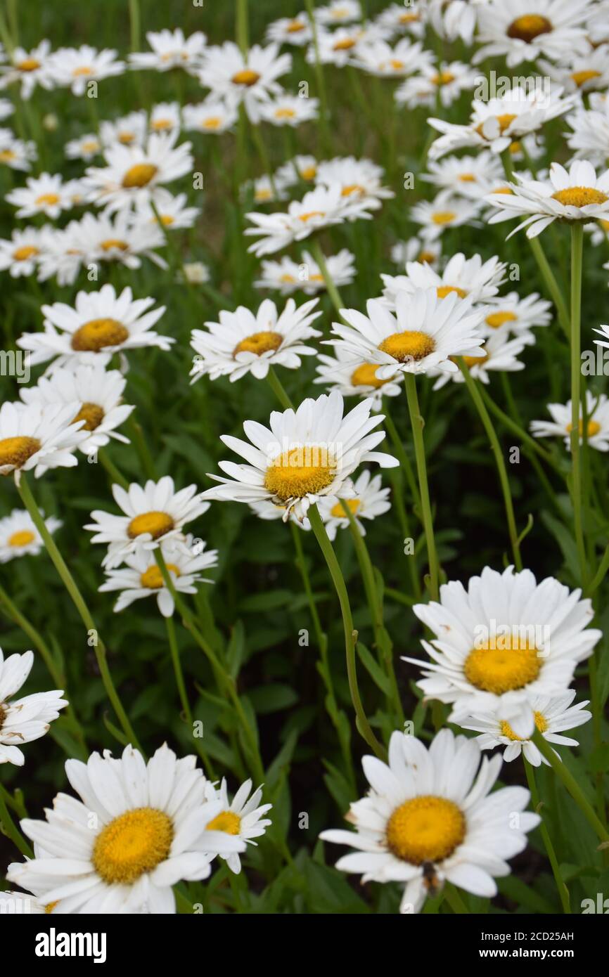 Field of Daisies Stock Photo - Alamy