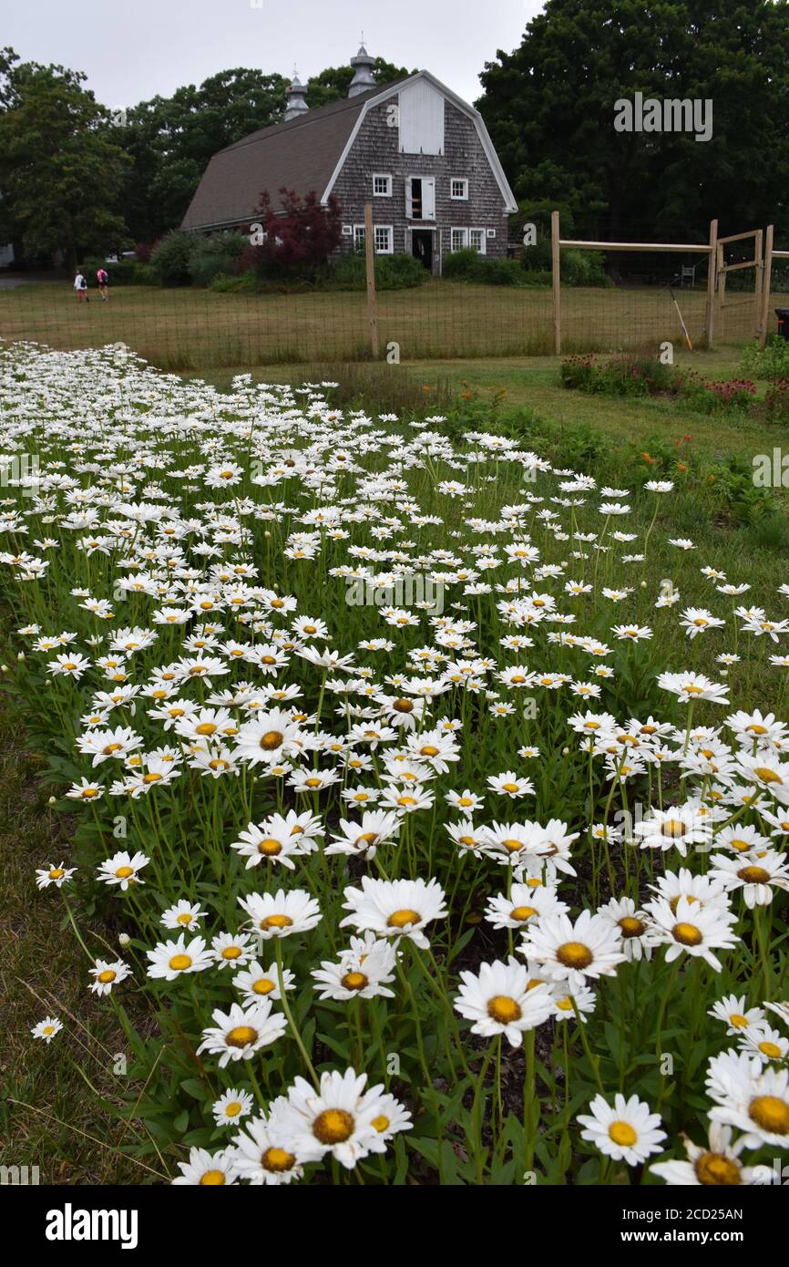 Field of Daisies Stock Photo - Alamy