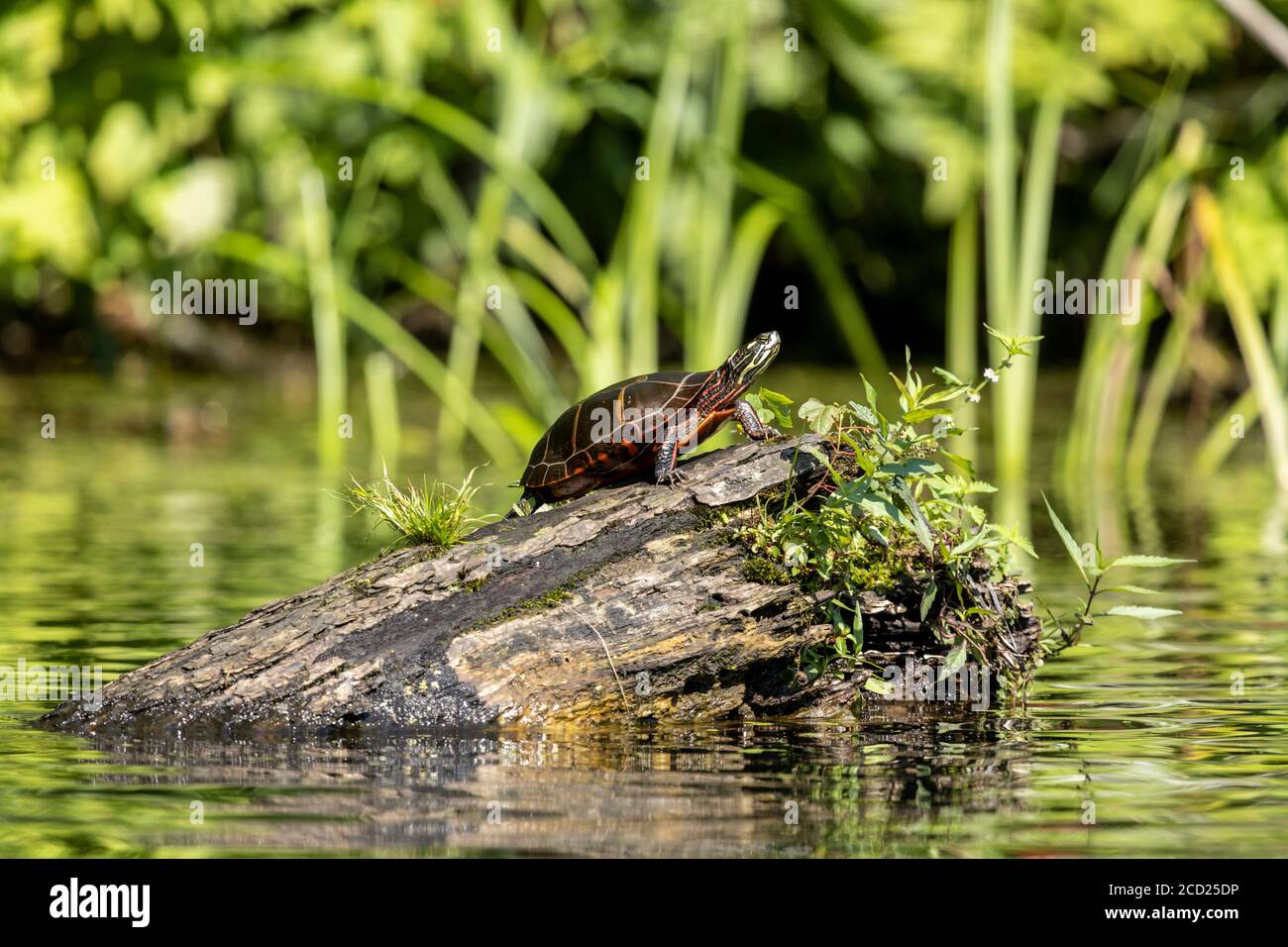 Painted Turtle climbing a log to find a basking spot in the sun Stock ...