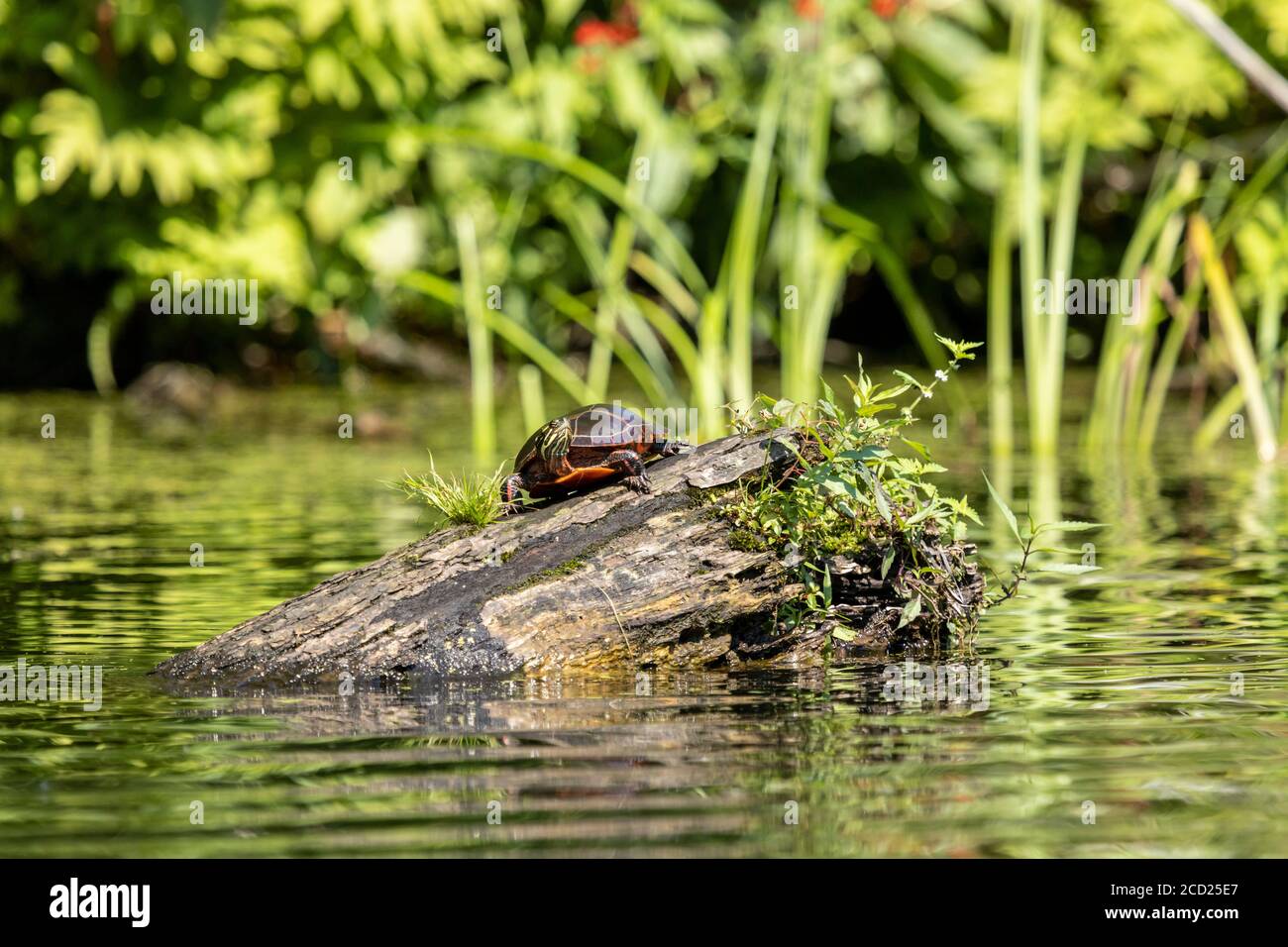 Painted Turtle exploring a log for potential basking Stock Photo - Alamy